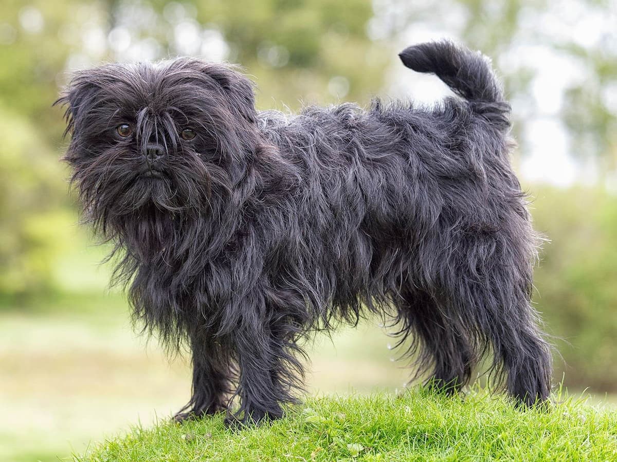 All Dog Breeds - Complete List | AI Breed Identifier | PawPedia