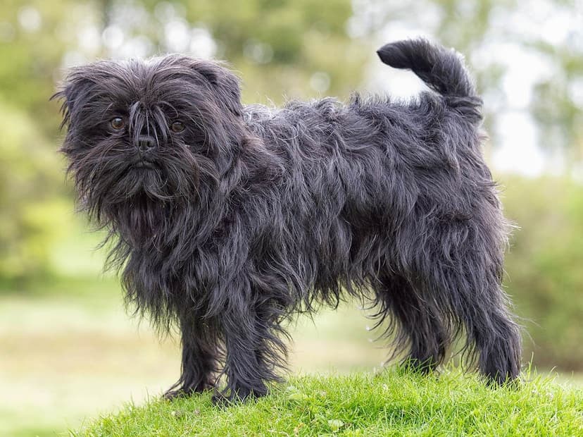 All Dog Breeds - Complete List | AI Breed Identifier | PawPedia