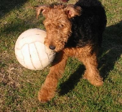 All Dog Breeds - Complete List | AI Breed Identifier | PawPedia