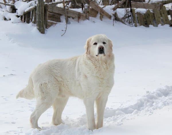 All Dog Breeds - Complete List | AI Breed Identifier | PawPedia