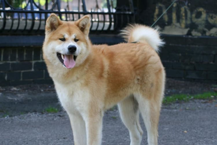 Japanese Dog Breeds | Complete Guide to Japanese Dogs & Nihon Ken