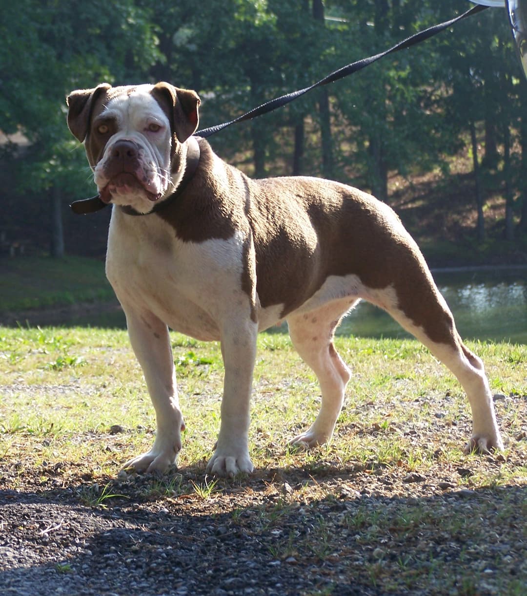 All Dog Breeds - Complete List | AI Breed Identifier | PawPedia