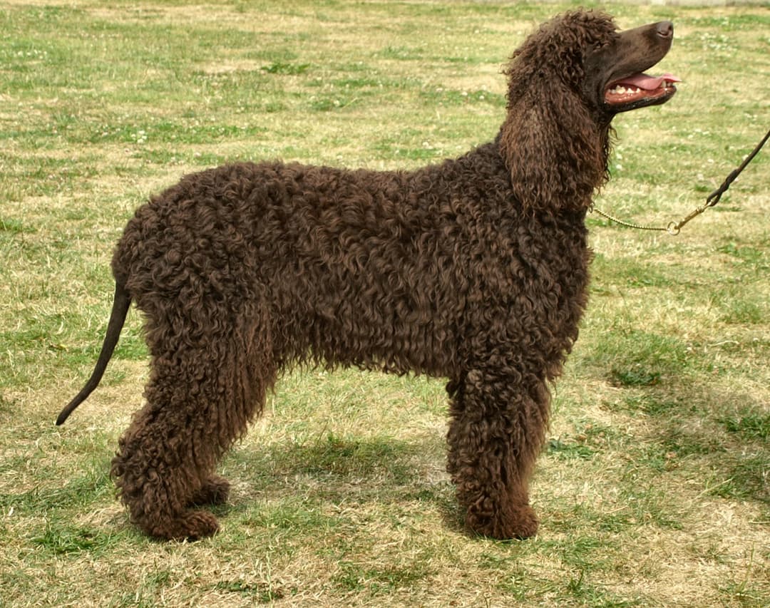 Types of Spaniels: Complete Guide to All Spaniel Dog Breeds | Find My ...