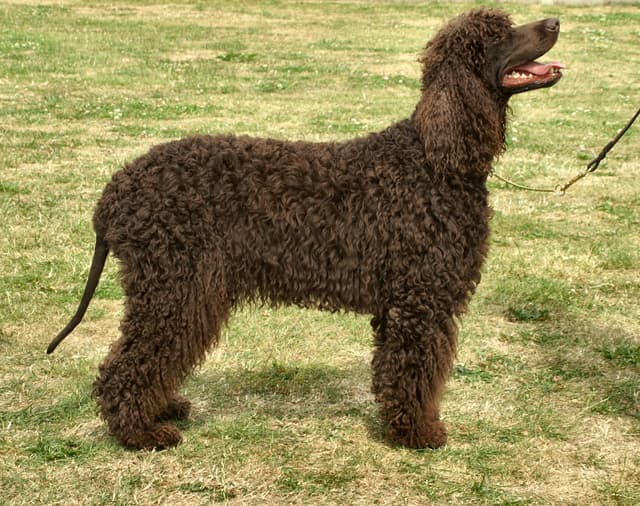 Types of Spaniels: Complete Guide to All Spaniel Dog Breeds | Find My ...