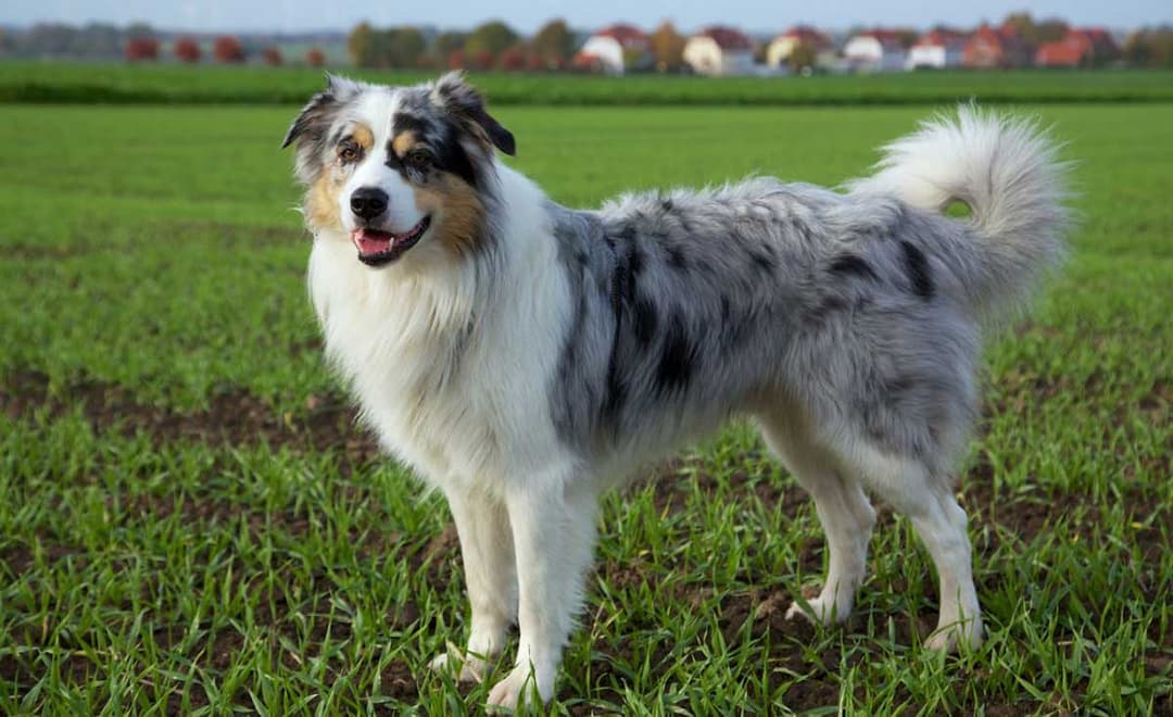 Police Dog Breeds | Complete Guide to K9 & Law Enforcement Dogs
