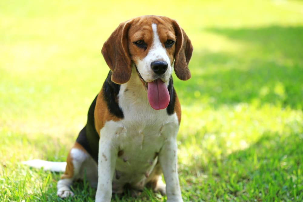 Police Dog Breeds | Complete Guide to K9 & Law Enforcement Dogs