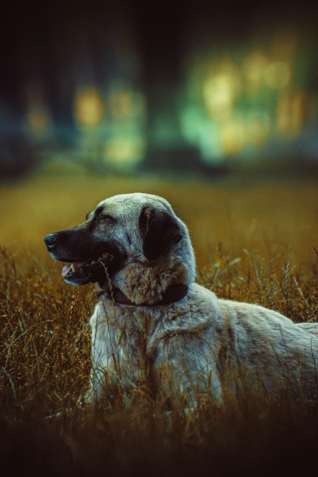 Police Dog Breeds | Complete Guide to K9 & Law Enforcement Dogs