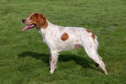 Types of Spaniels: Complete Guide to All Spaniel Dog Breeds | Find My ...