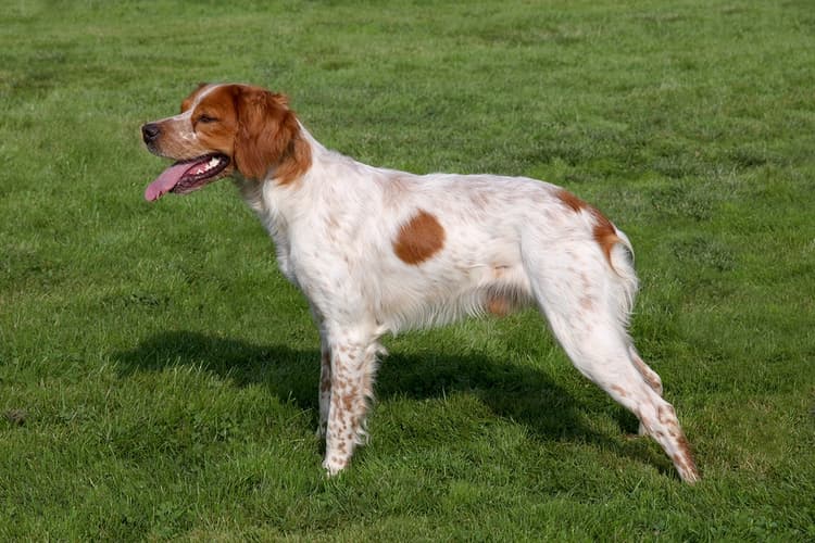 Types of Spaniels: Complete Guide to All Spaniel Dog Breeds | Find My ...