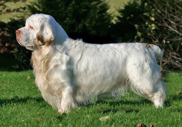 Spaniel Breeds: Complete Guide to All 16 Spaniel Dog Types | PawPedia