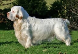 Types of Spaniels: Complete Guide to All Spaniel Dog Breeds | Find My ...