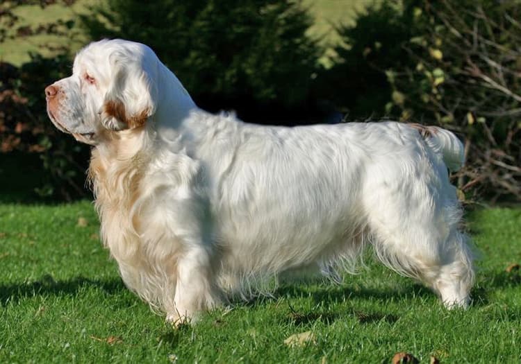 Types of Spaniels: Complete Guide to All Spaniel Dog Breeds | Find My ...