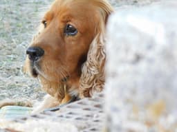 Types of Spaniels: Complete Guide to All Spaniel Dog Breeds | Find My ...