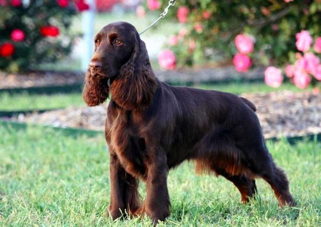 Types of Spaniels: Complete Guide to All Spaniel Dog Breeds | Find My ...