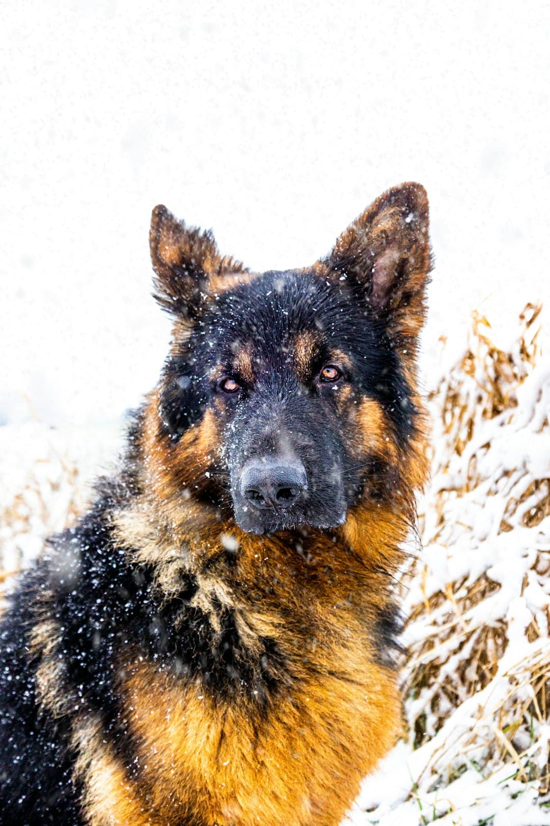 Police Dog Breeds | Complete Guide to K9 & Law Enforcement Dogs