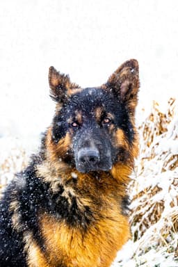Police Dog Breeds | Complete Guide to K9 & Law Enforcement Dogs