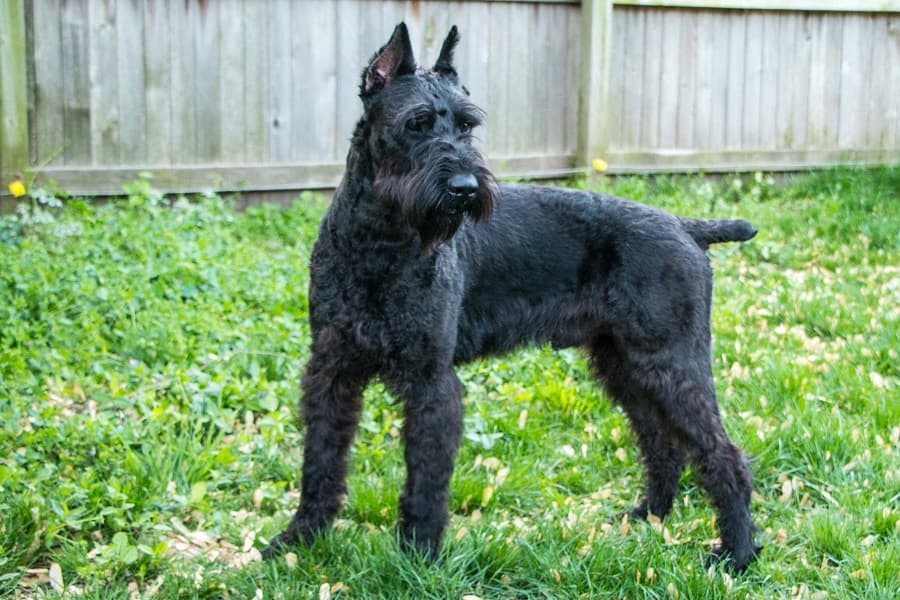 Police Dog Breeds | Complete Guide to K9 & Law Enforcement Dogs