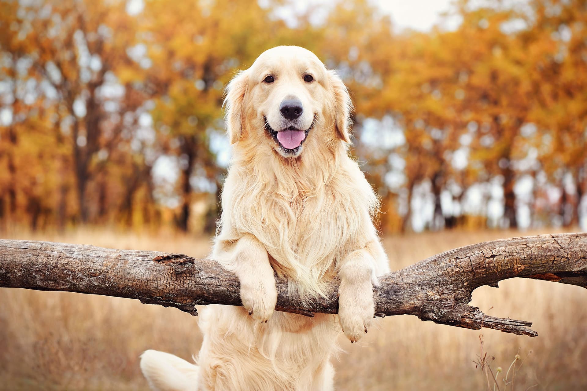Police Dog Breeds | Complete Guide to K9 & Law Enforcement Dogs
