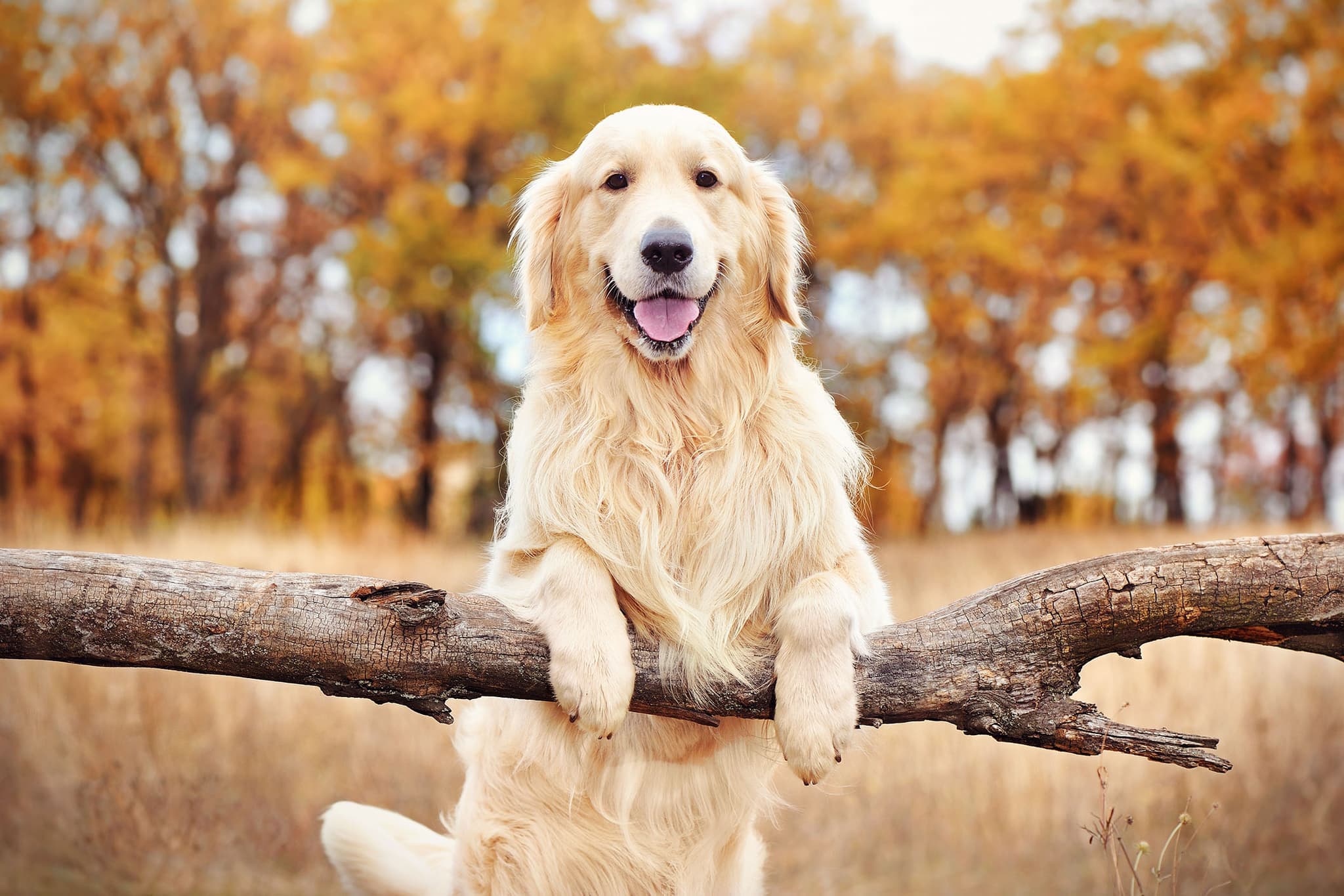 Police Dog Breeds | Complete Guide to K9 & Law Enforcement Dogs
