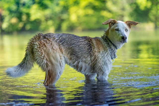 Types of Spaniels: Complete Guide to All Spaniel Dog Breeds | Find My ...