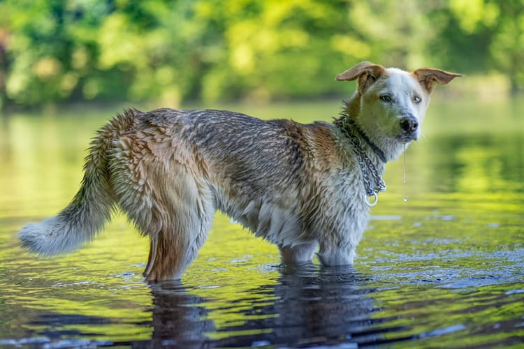 Types of Spaniels: Complete Guide to All Spaniel Dog Breeds | Find My ...