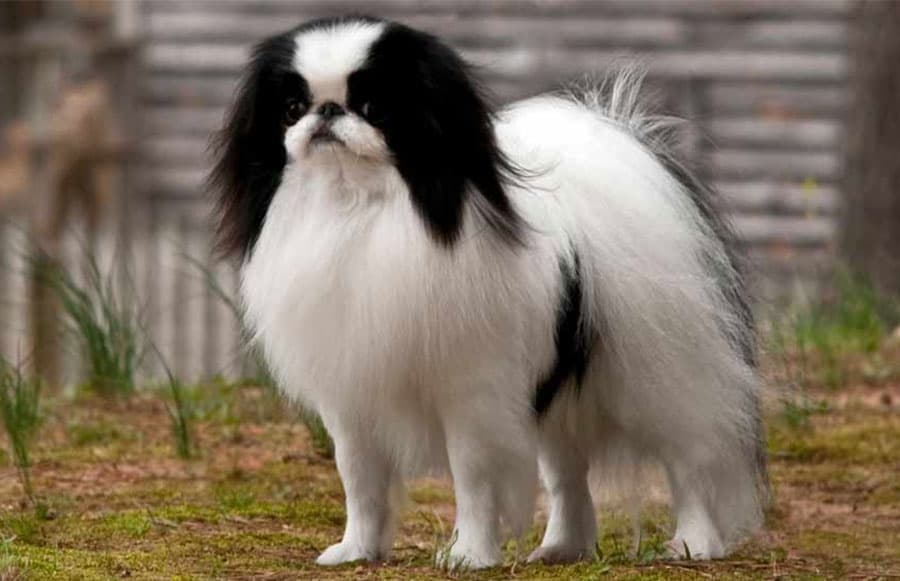 Spaniel Breeds: Complete Guide to All 16 Spaniel Dog Types | PawPedia