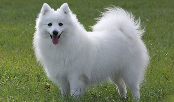 Japanese Dog Breeds | Complete Guide to Japanese Dogs & Nihon Ken