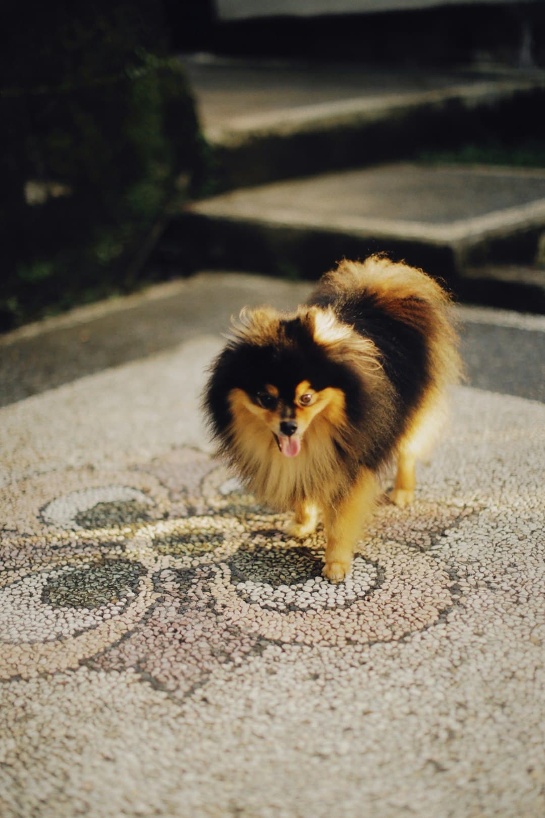 Japanese Dog Breeds | Complete Guide to Japanese Dogs & Nihon Ken