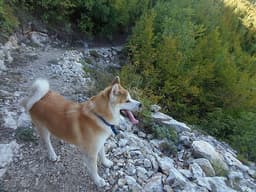 Japanese Dog Breeds | Complete Guide to Japanese Dogs & Nihon Ken