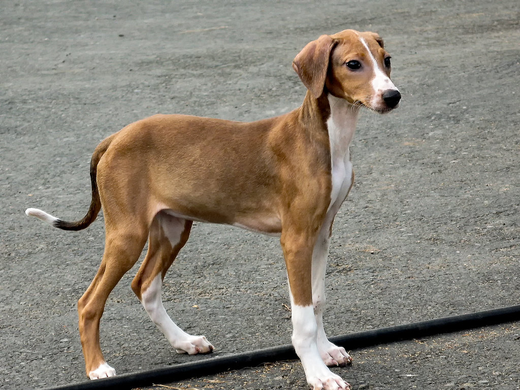 Azawakh - Complete Breed Guide | Characteristics, Care, Temperament & More