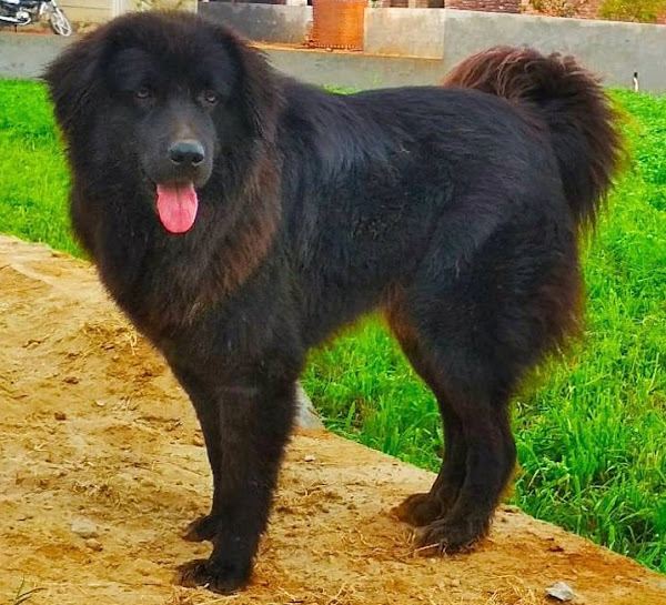 Indian Bakharwal - Complete Breed Guide | Characteristics, Care ...