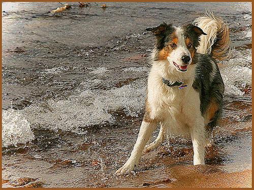 Berger Picard - Complete Breed Guide | Characteristics, Care ...