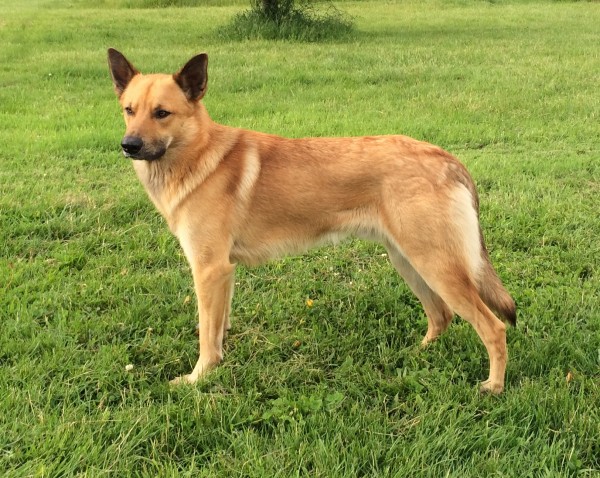 Chinook - Complete Breed Guide | Characteristics, Care, Temperament & More