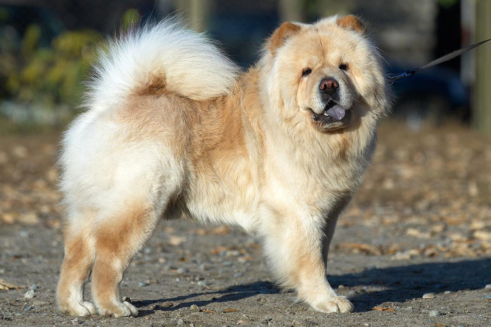 Chow Chow - Complete Breed Guide | Characteristics, Care, Temperament ...