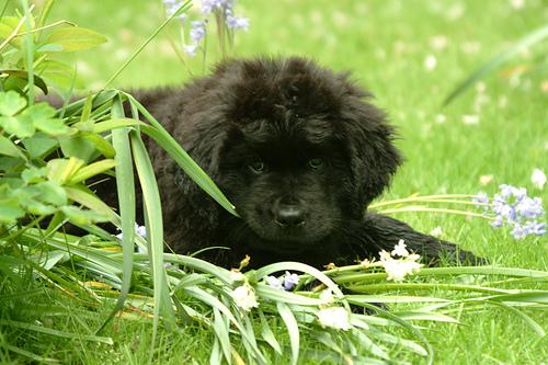 Landseer - Complete Breed Guide | Characteristics, Care, Temperament & More