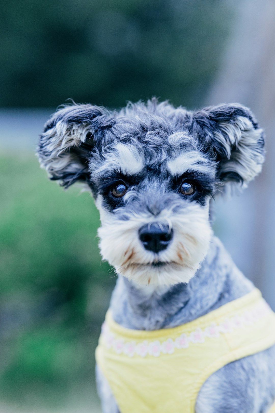 Miniature Schnauzer - Complete Breed Guide | Characteristics, Care ...