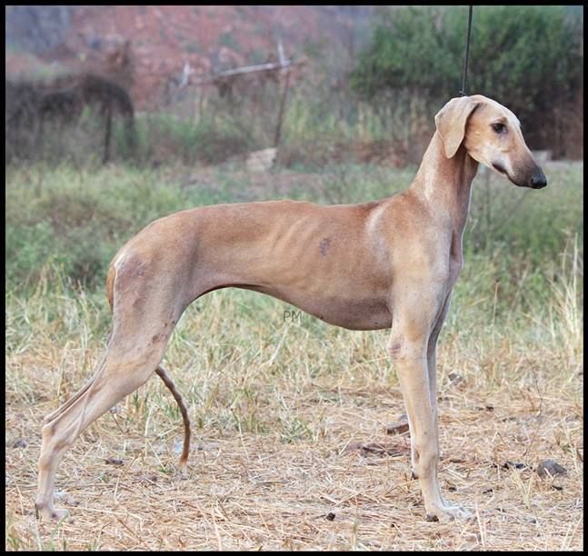 Indian Mudhol - Complete Breed Guide | Characteristics, Care ...