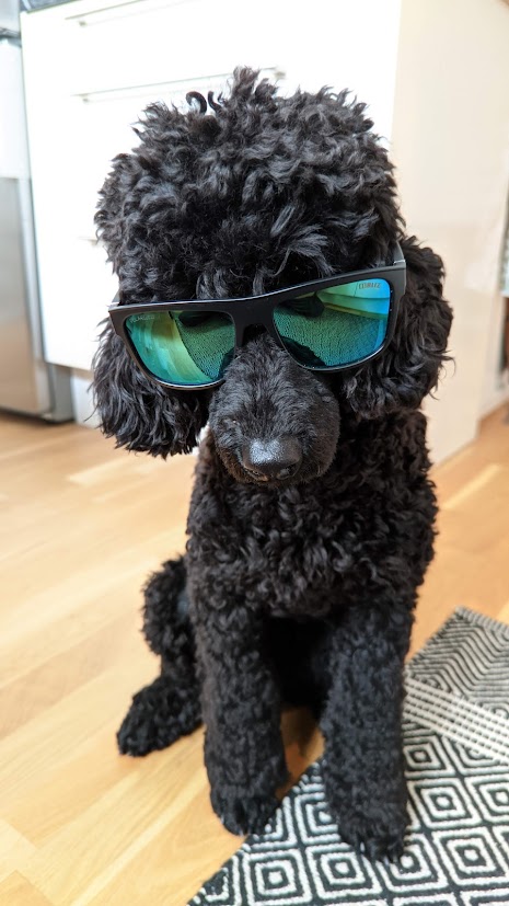 Medium Poodle - Complete Breed Guide | Characteristics, Care ...
