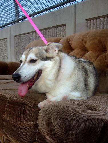 Seppala Siberian Sleddog - Complete Breed Guide | Characteristics, Care ...