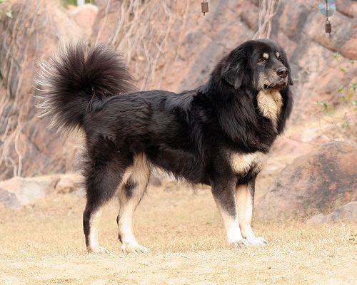 Indian Sheepdog - Complete Breed Guide | Characteristics, Care ...