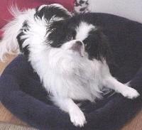 Japanese Spaniel - Complete Breed Guide | Characteristics, Care ...