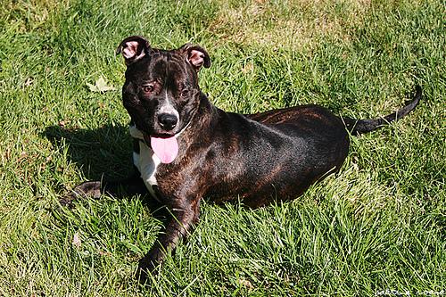 American Terrier - Complete Breed Guide | Characteristics, Care ...