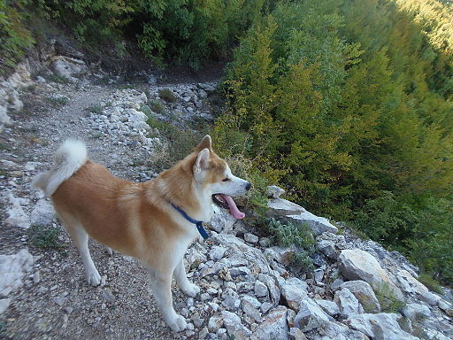 Tosa Inu - Complete Breed Guide | Characteristics, Care, Temperament & More