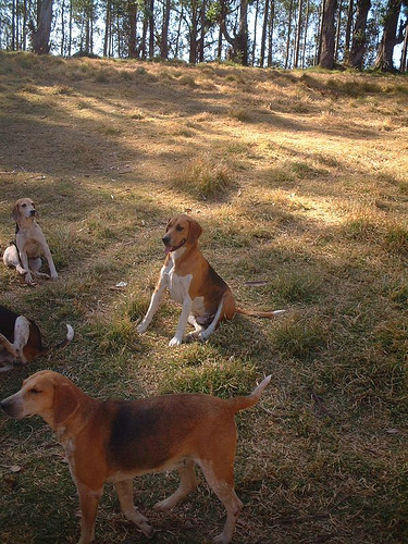 Tyrolean Hound - Complete Breed Guide | Characteristics, Care & More